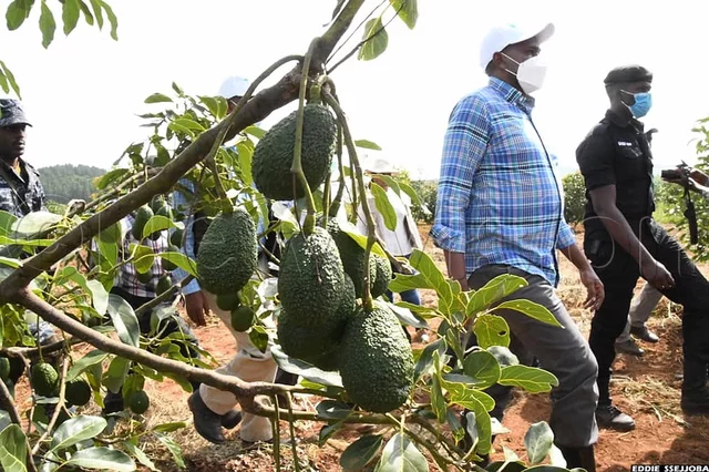 Agriculture ministry boosts Musubi Farm with sh3b for avocado growing