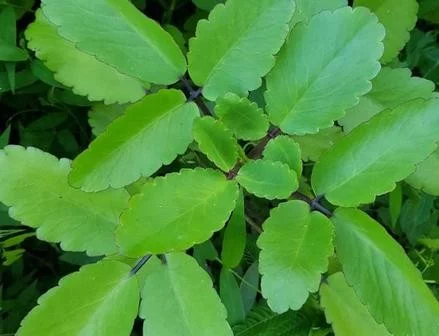 Tameawu Leaf: How To Use It To Get Favor From Someone- A Complete Guide