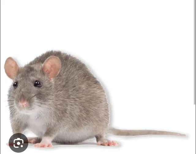 How To Make Rats Flee Your Home Forever with This Natural Solution