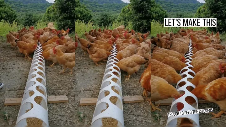let's make this trough to feed the chickens