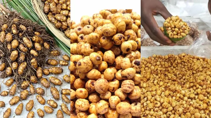 Le fruit tchongon ou le souchet et ses bienfaits médicinales incroyables.